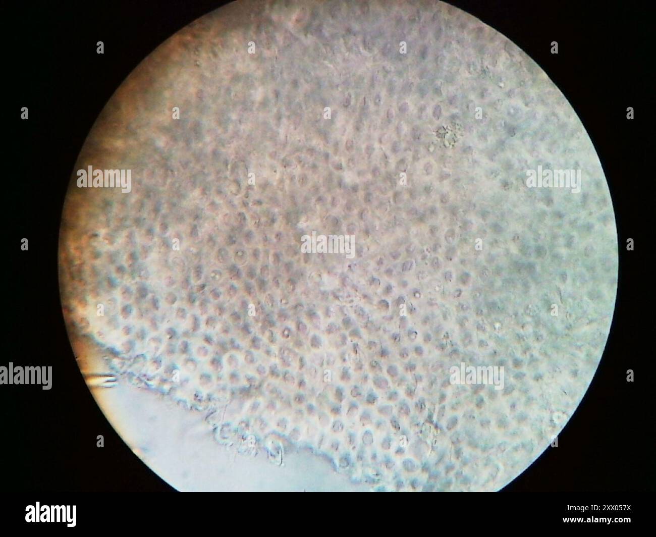 (Trichaptum subchartaceum) Fungi Stock Photo - Alamy