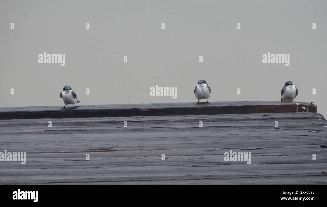 Mangrove Swallow (Tachycineta albilinea) Aves Stock Photo - Alamy