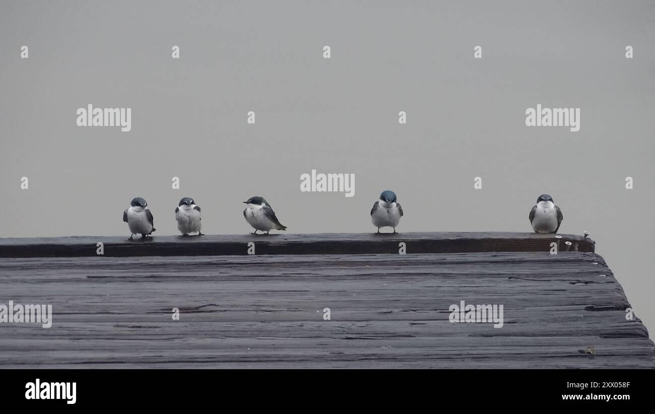 Mangrove Swallow (Tachycineta albilinea) Aves Stock Photo - Alamy