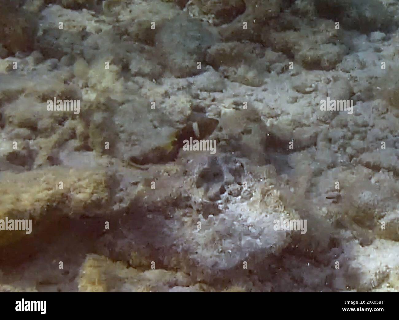 Twospot Demoiselle (Chrysiptera biocellata) Actinopterygii Stock Photo ...