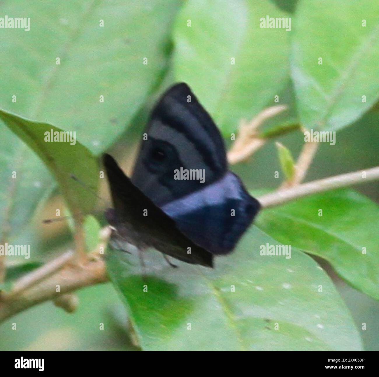 (Mesosemia moesia) Insecta Stock Photo - Alamy