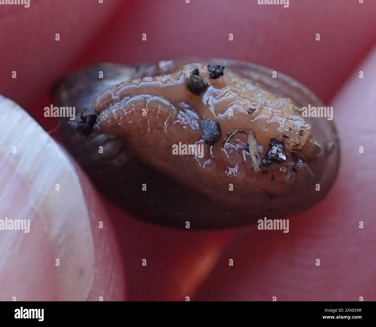 Southern Ambersnail (Succinea australis) Mollusca Stock Photo - Alamy