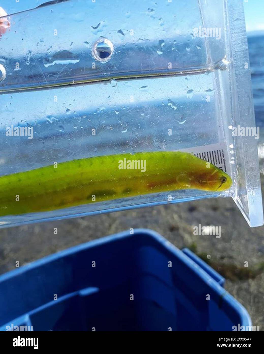 Penpoint Gunnel (Apodichthys flavidus) Actinopterygii Stock Photo - Alamy