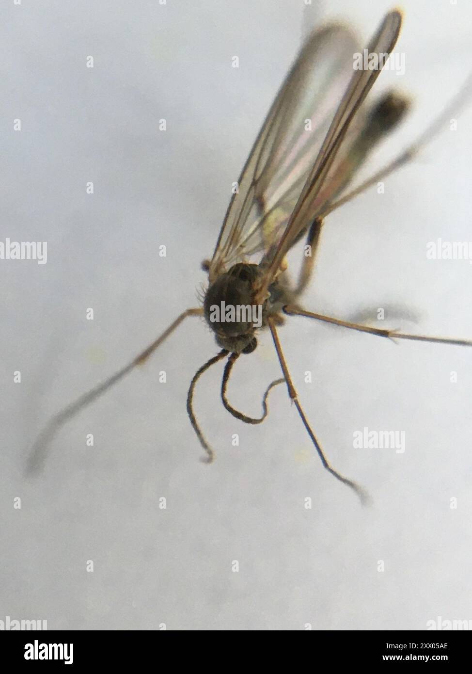 Non-biting Midges (Chironomidae) Insecta Stock Photo - Alamy