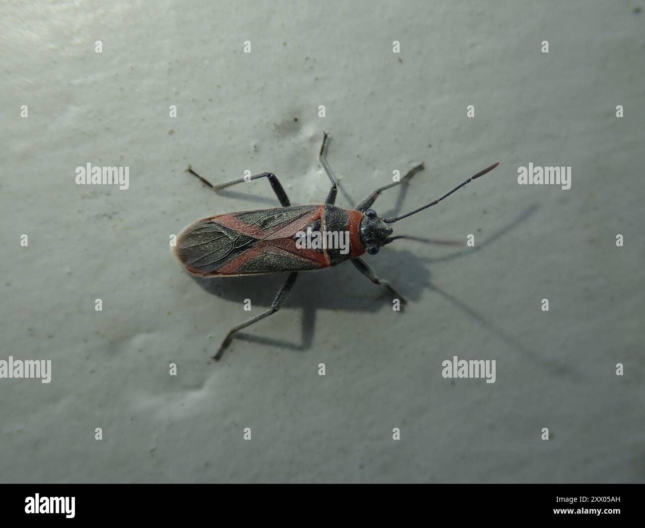 Swan plant seed bug (Arocatus rusticus) Insecta Stock Photo - Alamy