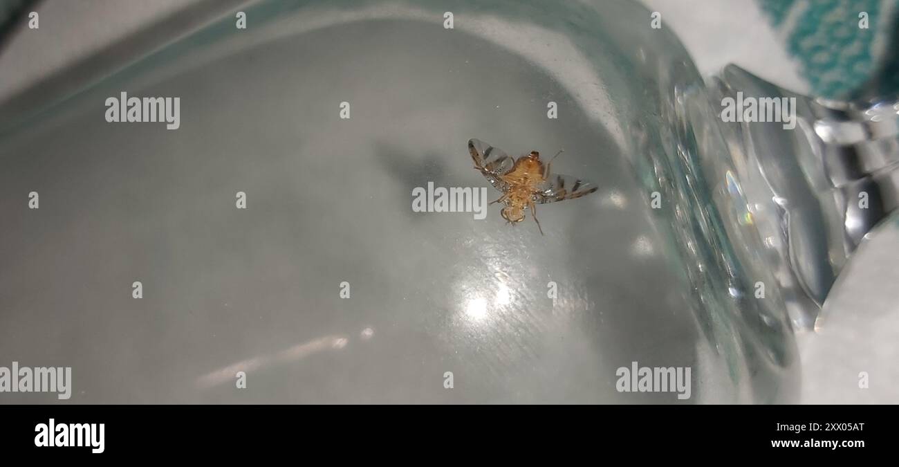 Mediterranean Fruit Fly (Ceratitis capitata) Insecta Stock Photo - Alamy