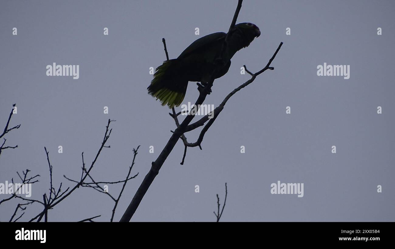 Red-lored Parrot (Amazona autumnalis) Aves Stock Photo - Alamy
