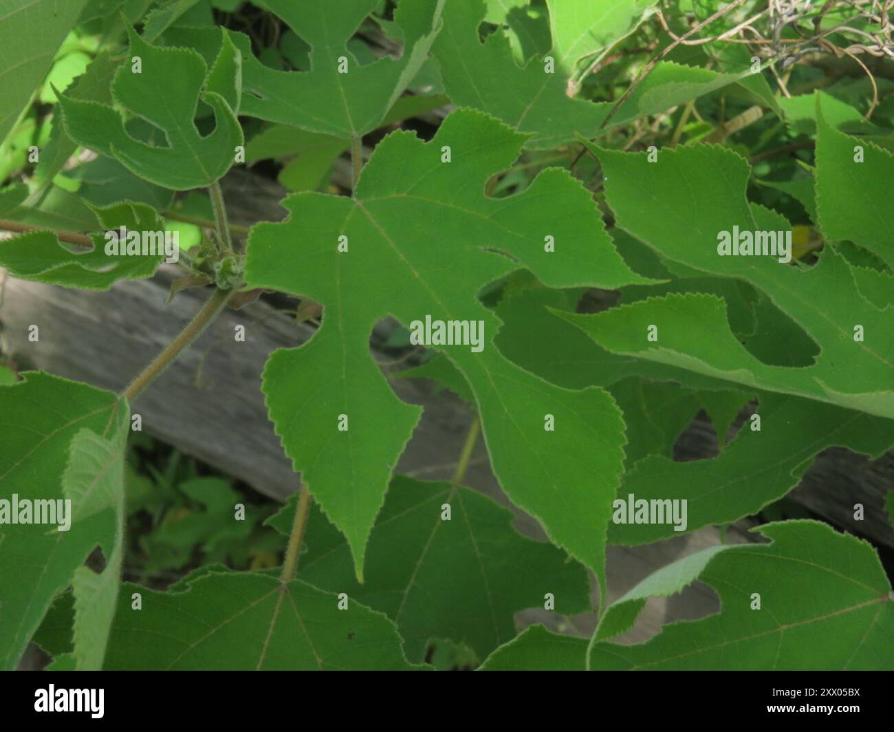 Paper mulberry (Broussonetia papyrifera) Plantae Stock Photo - Alamy