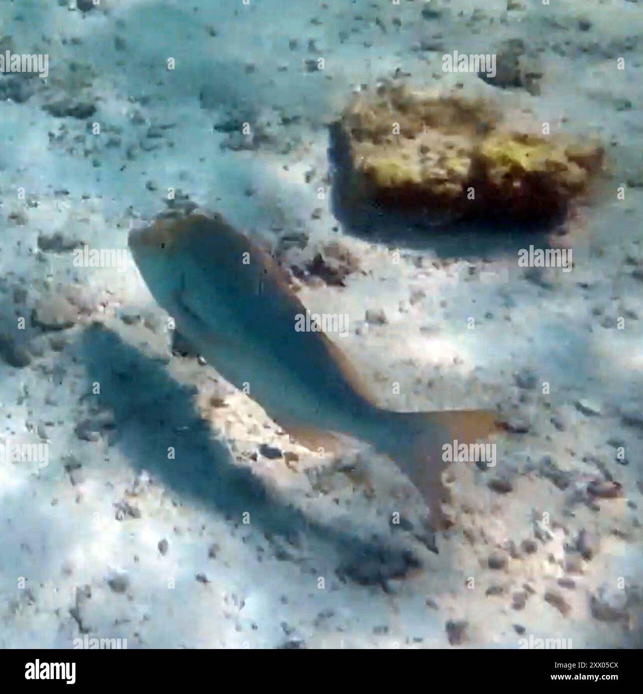 Lethrinus nebulosus hi-res stock photography and images - Alamy