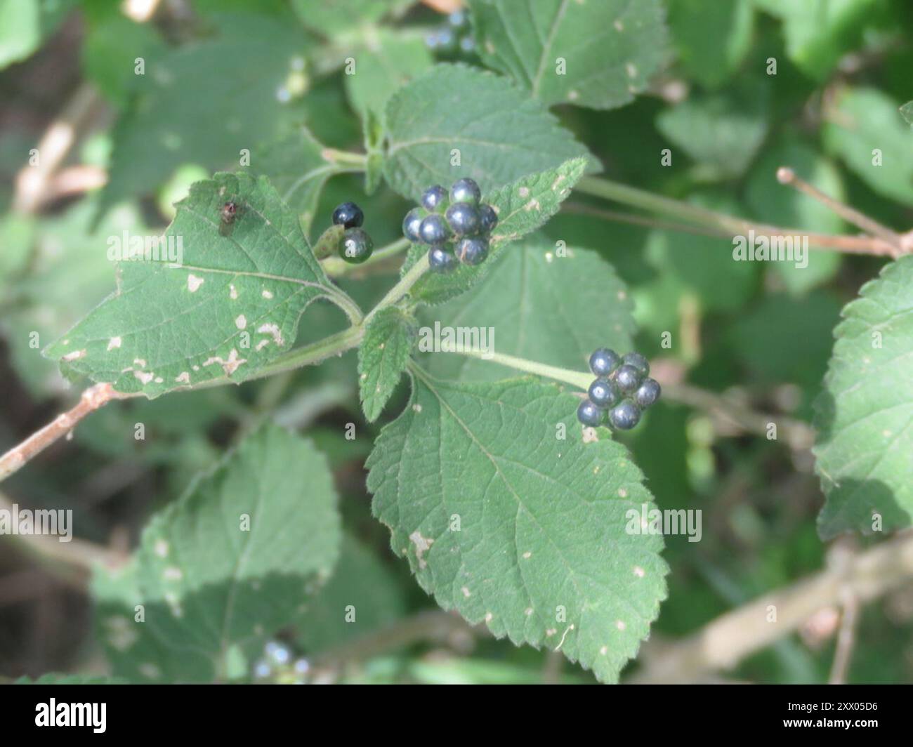lantanas (Lantana) Plantae Stock Photo - Alamy