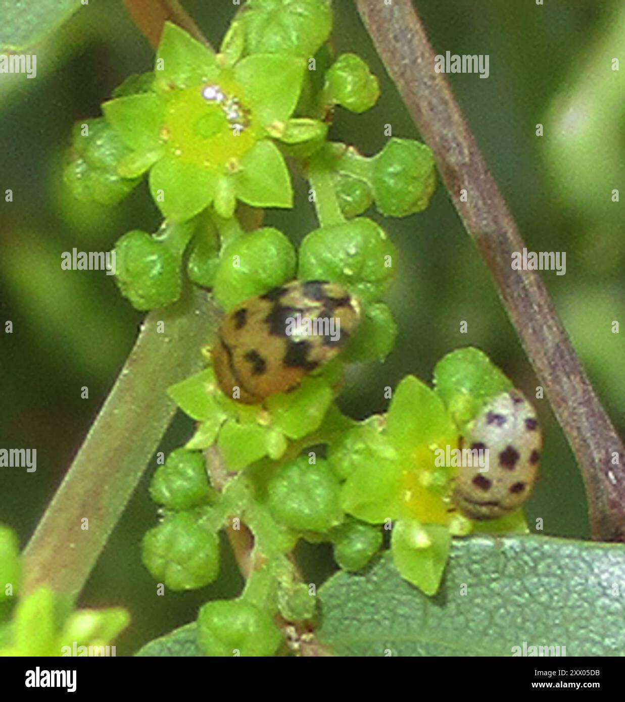 buffalo-thorn (Ziziphus mucronata) Plantae Stock Photo - Alamy