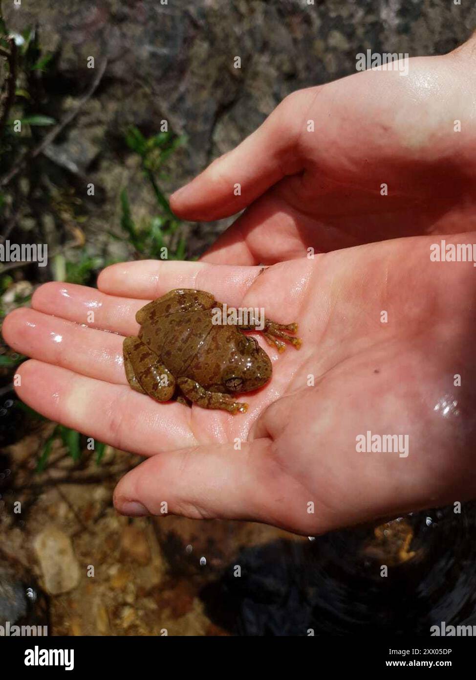 Cape Ghost frog (Heleophryne purcelli) Amphibia Stock Photo - Alamy