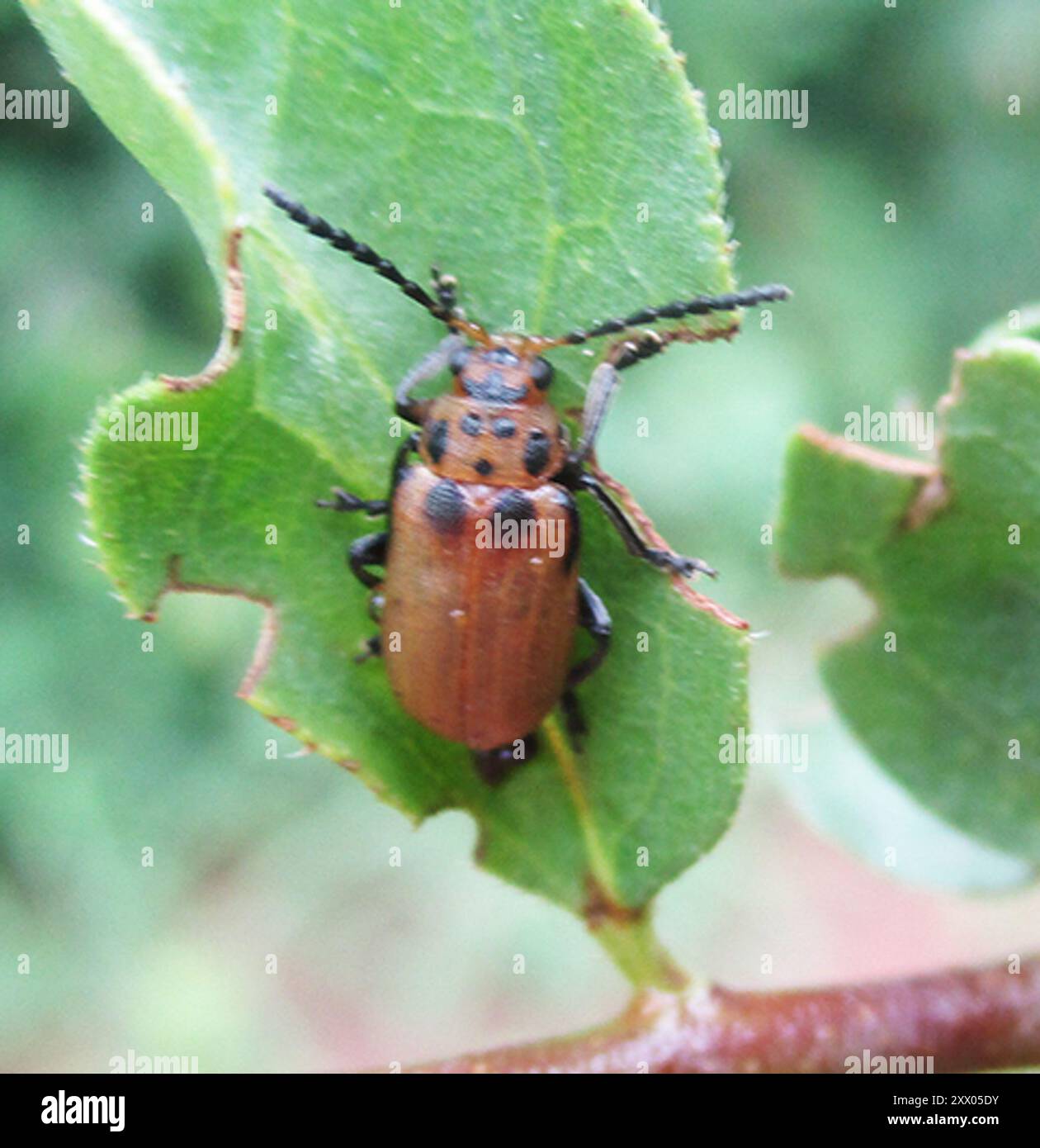Skeletonizing Leaf and Flea Beetles (Galerucinae) Insecta Stock Photo ...