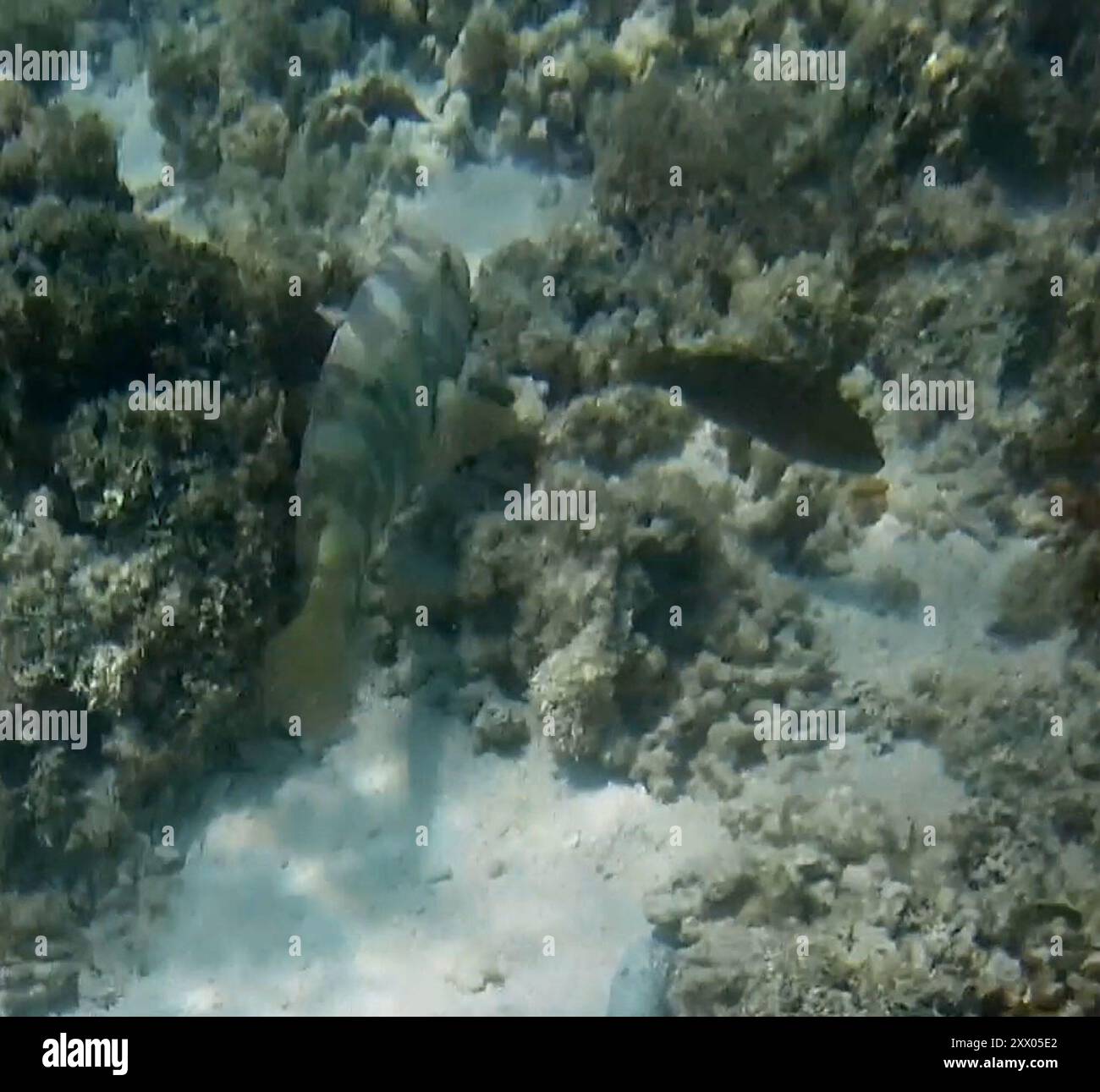 Wrasses and Parrotfishes (Labridae) Actinopterygii Stock Photo - Alamy