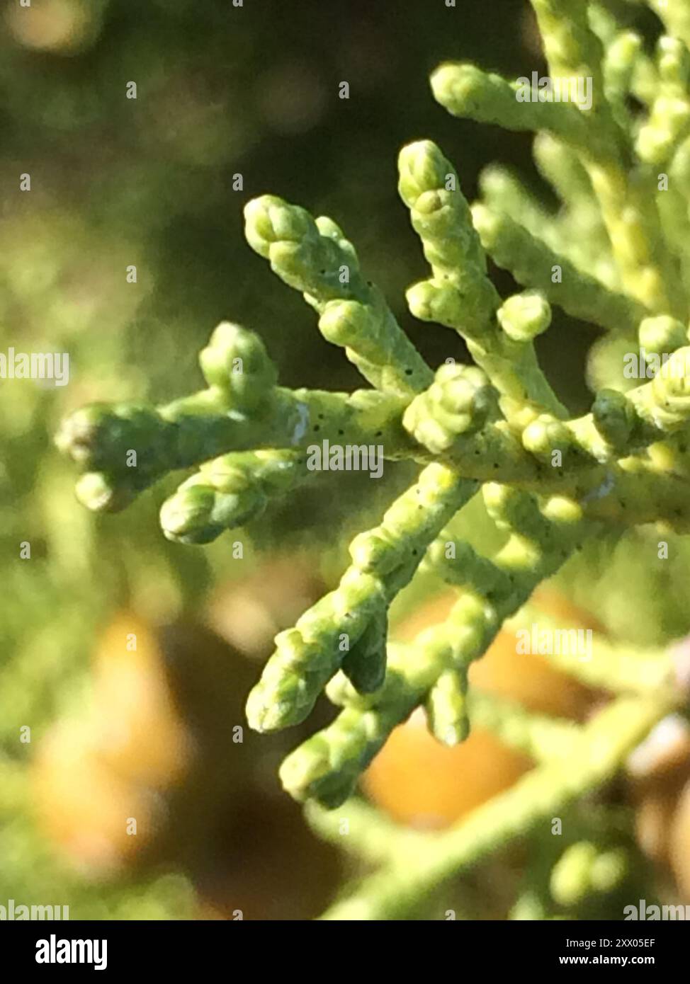 Mediterranean juniper (Juniperus turbinata) Plantae Stock Photo - Alamy