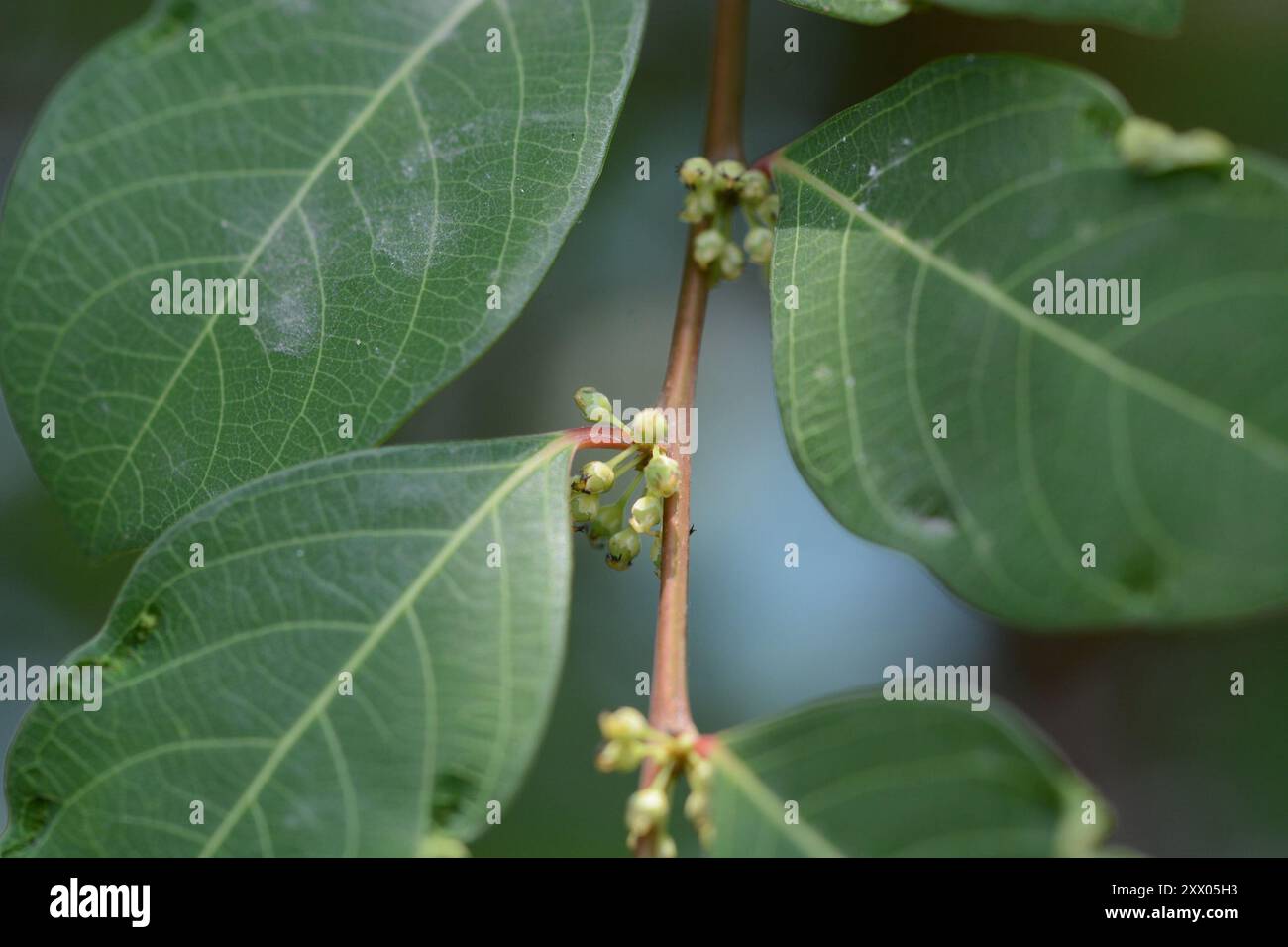 Indian snowberry (Flueggea leucopyrus) Plantae Stock Photo - Alamy