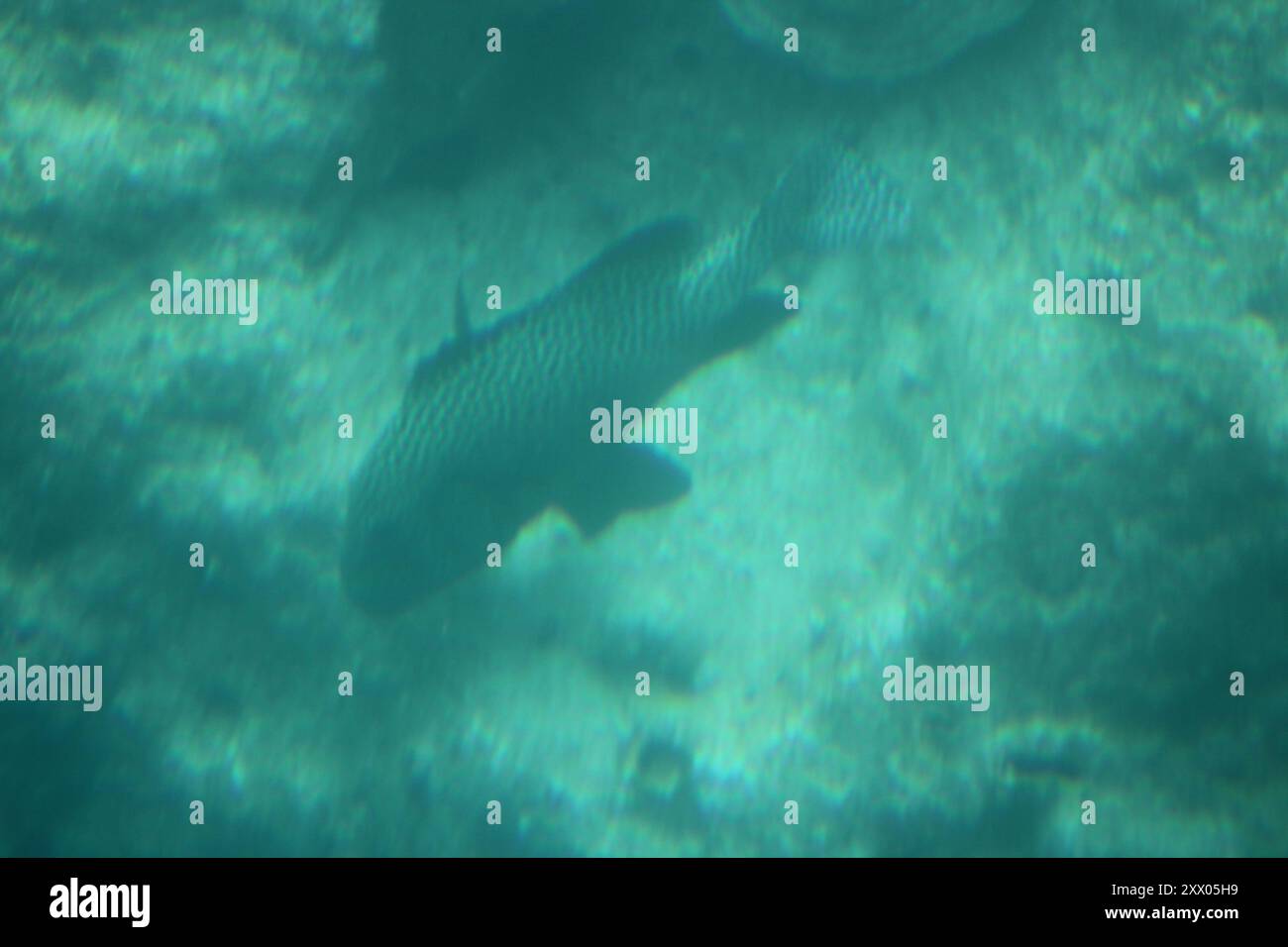 Dotted Sweetlips (Plectorhinchus pica) Actinopterygii Stock Photo - Alamy