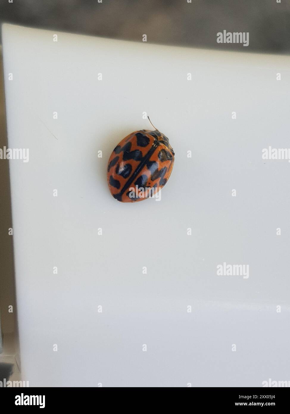 Tasmanian Ladybird (Cleobora mellyi) Insecta Stock Photo - Alamy