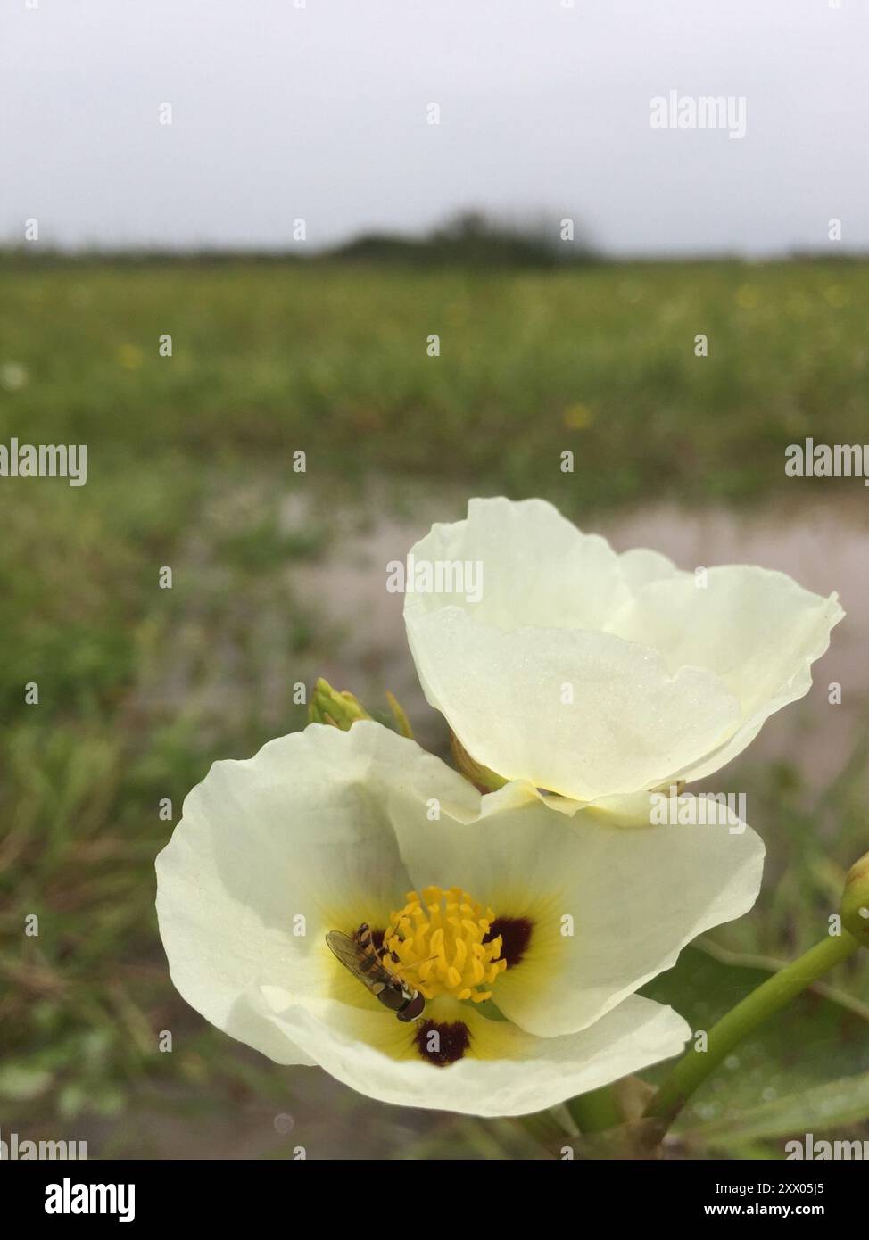 Aztec arrowhead (Sagittaria montevidensis) Plantae Stock Photo - Alamy