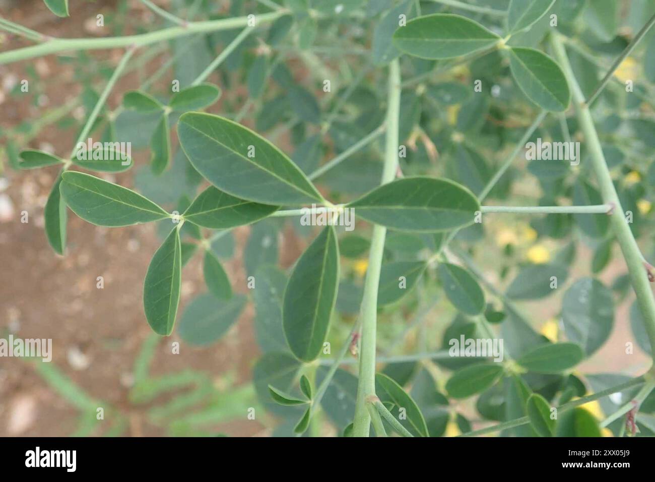 Large Rattlepod (Crotalaria laburnifolia australis) Plantae Stock Photo ...