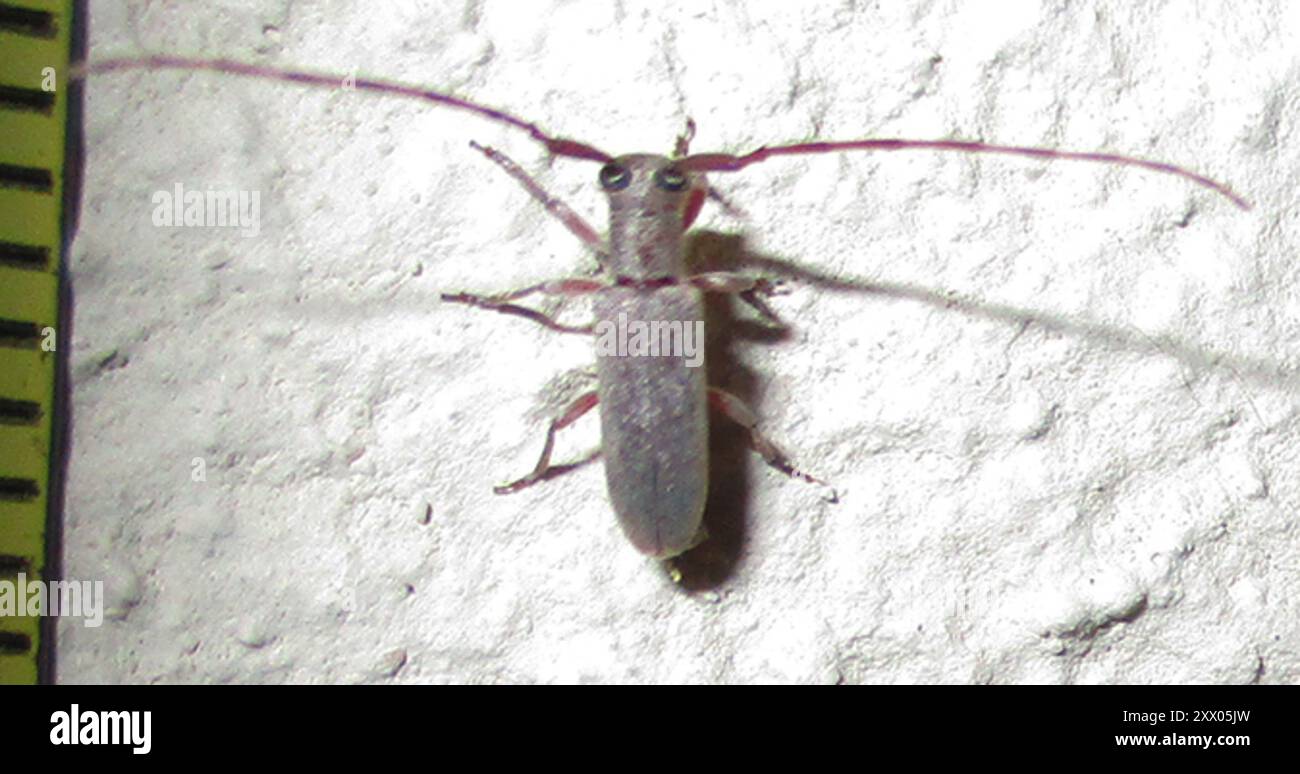 (Eunidia angolana) Insecta Stock Photo - Alamy