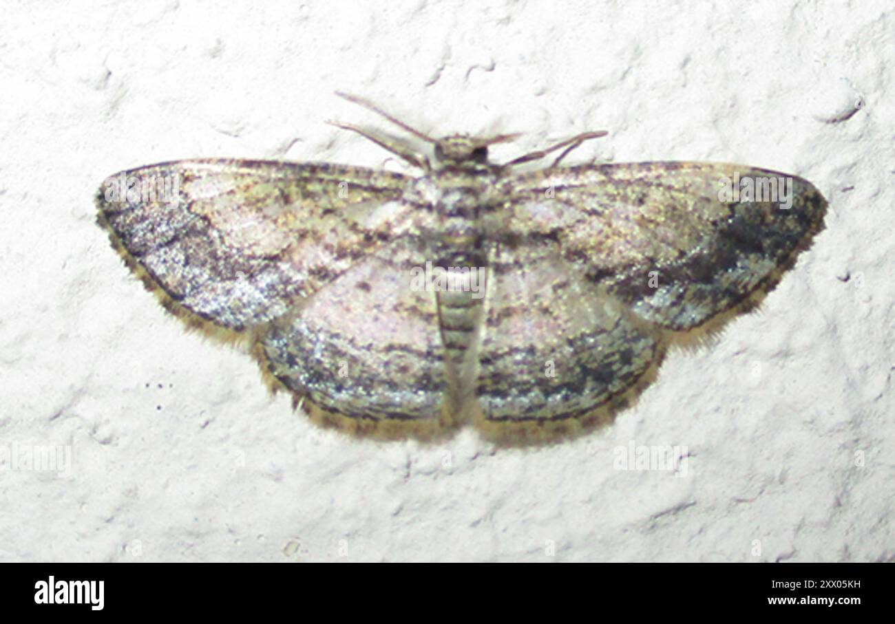 Geometer Moths (Geometridae) Insecta Stock Photo - Alamy