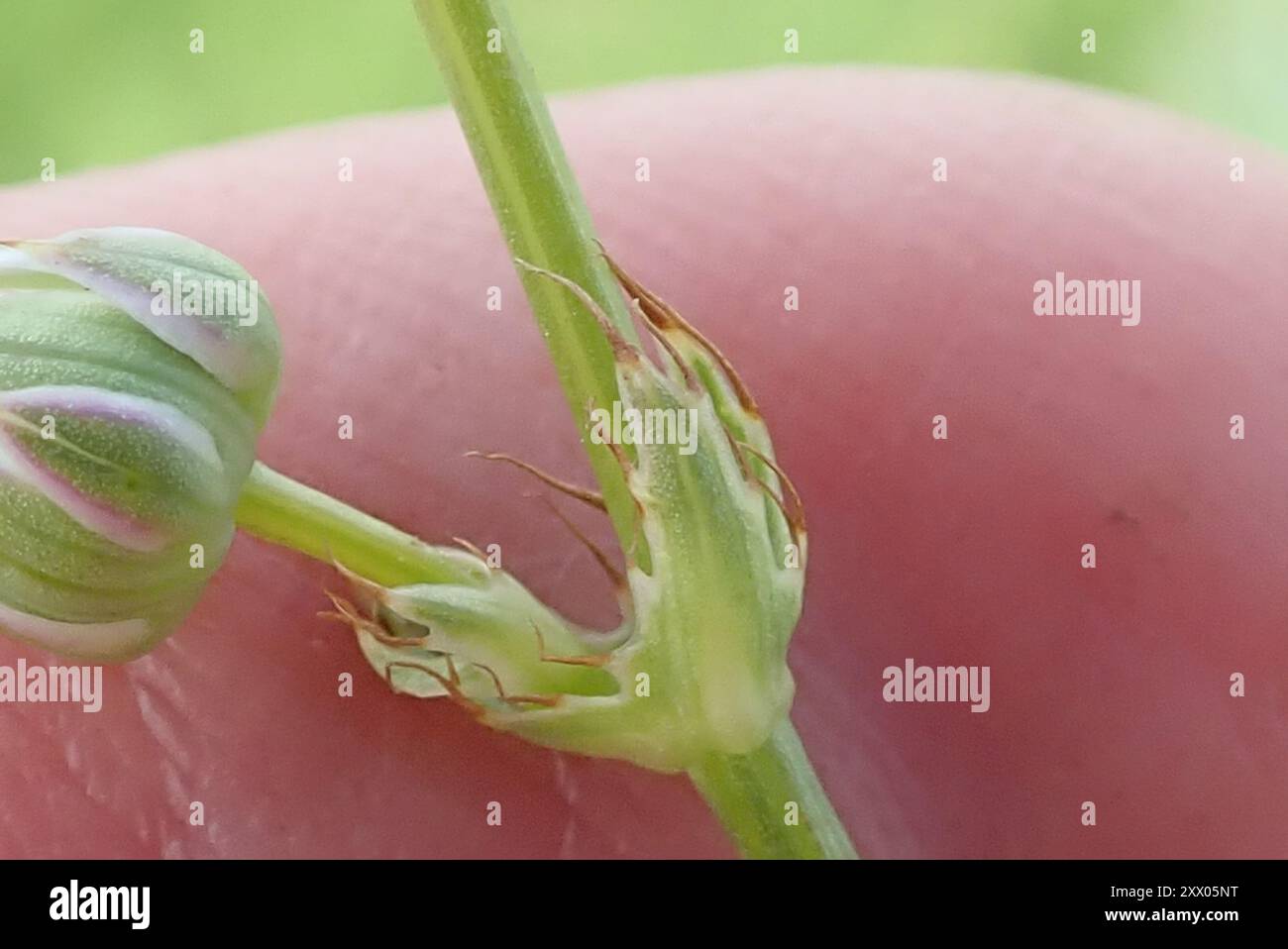 Fivefive Ministar (Alepidea peduncularis) Plantae Stock Photo - Alamy