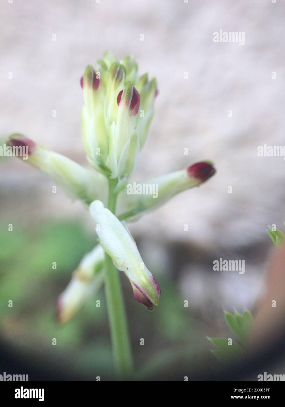 white ramping-fumitory (Fumaria capreolata) Plantae Stock Photo - Alamy