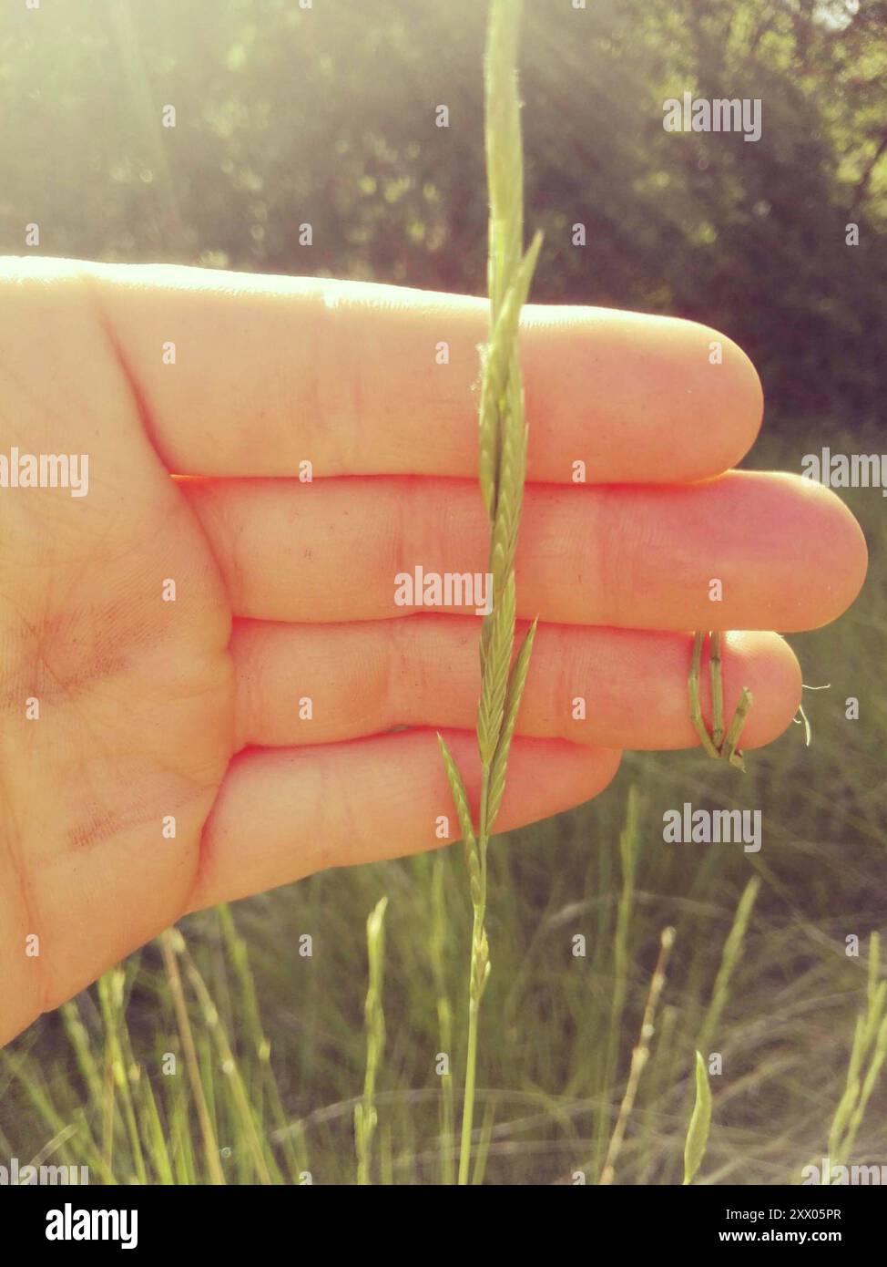 Mediterranean False-brome (Brachypodium retusum) Plantae Stock Photo ...