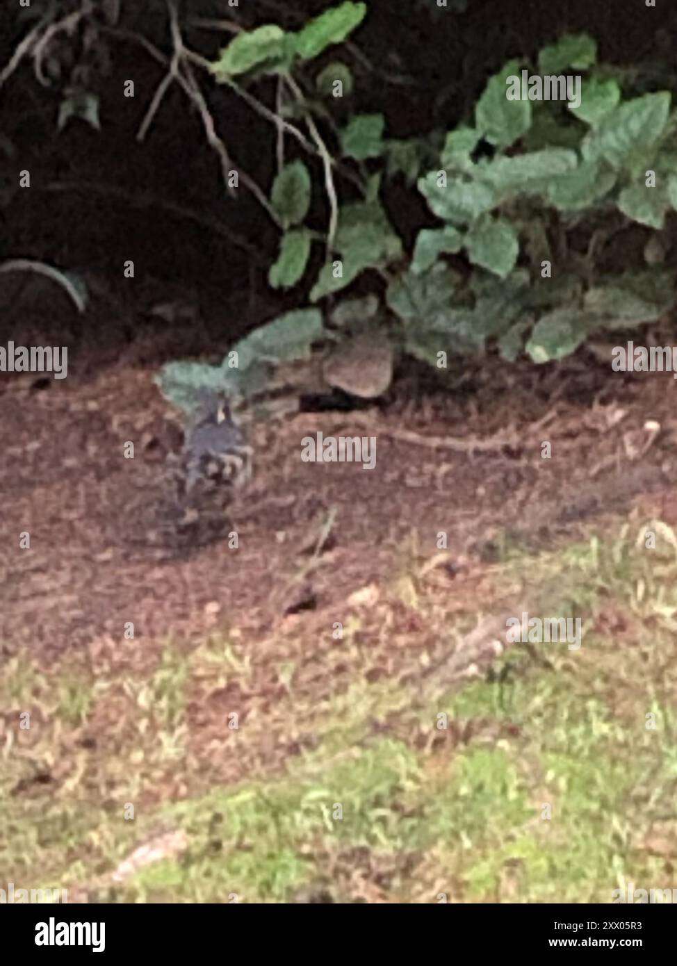 Varied Thrush (Ixoreus naevius) Aves Stock Photo - Alamy