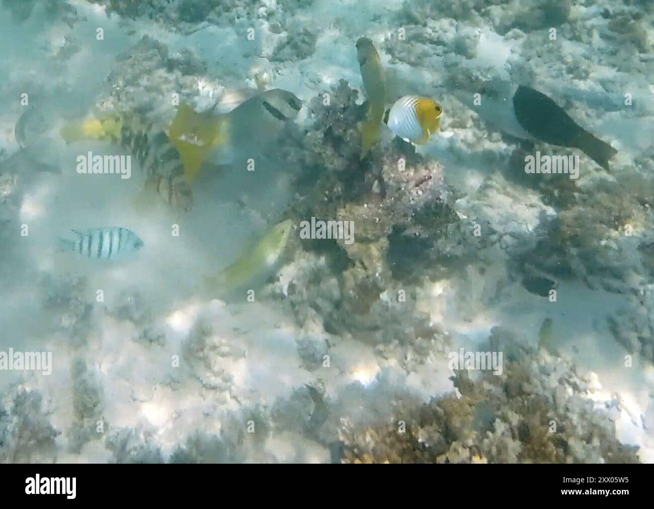 Graphic Tuskfish (Choerodon graphicus) Actinopterygii Stock Photo - Alamy
