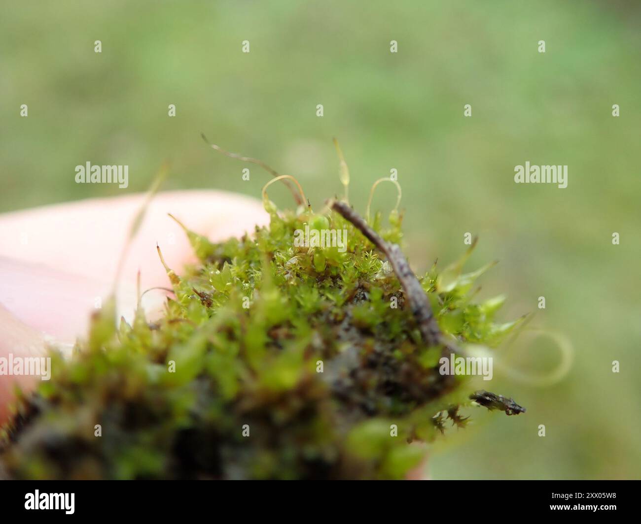 Bonfire moss (Funaria hygrometrica) Plantae Stock Photo - Alamy