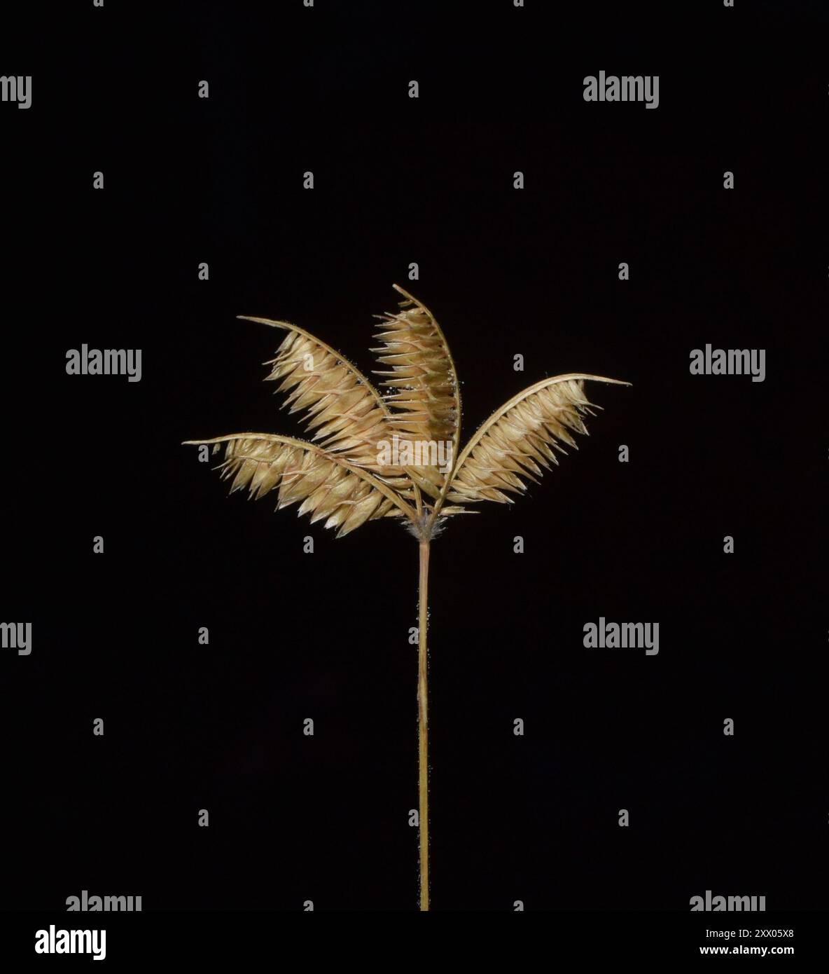 (Dactyloctenium scindicum) Plantae Stock Photo - Alamy