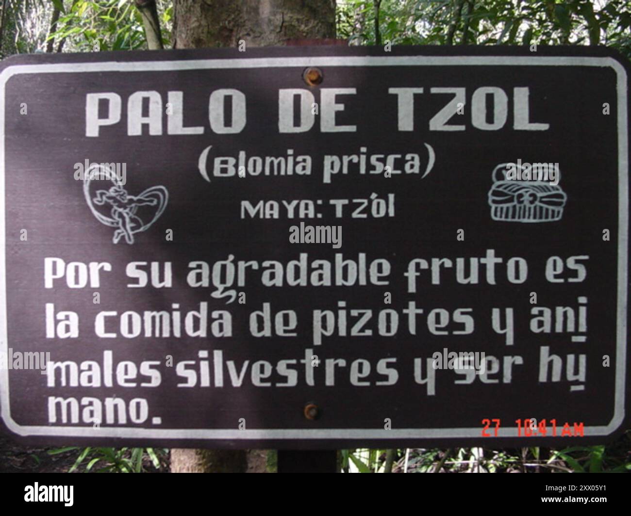 (Blomia prisca) Plantae Stock Photo - Alamy