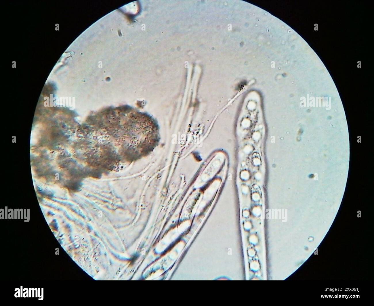 (Propolis farinosa) Fungi Stock Photo - Alamy