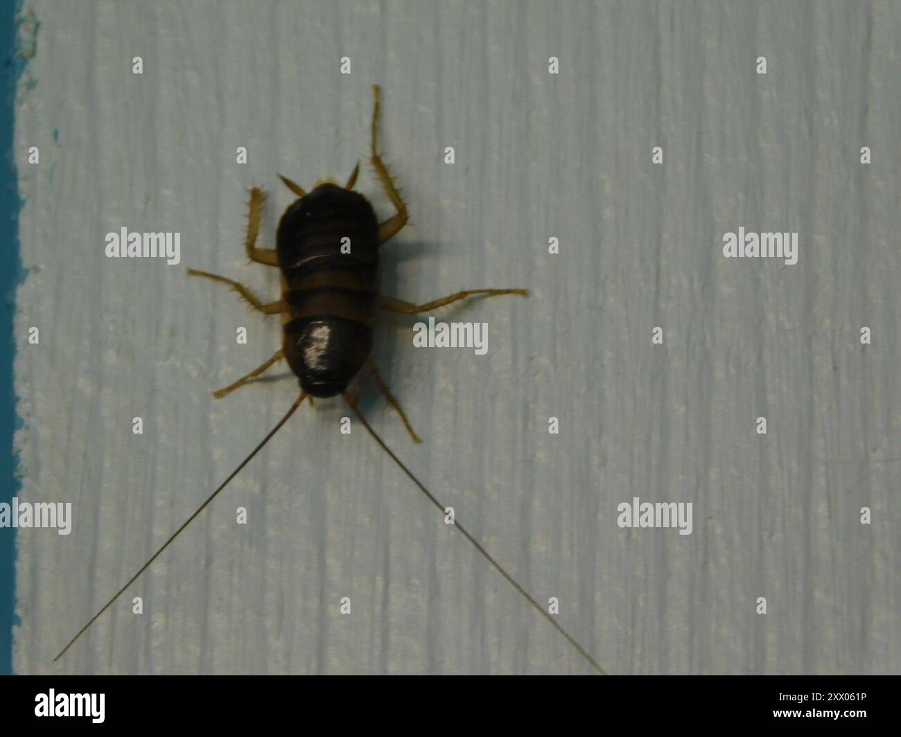 Cockroaches and Termites (Blattodea) Insecta Stock Photo - Alamy