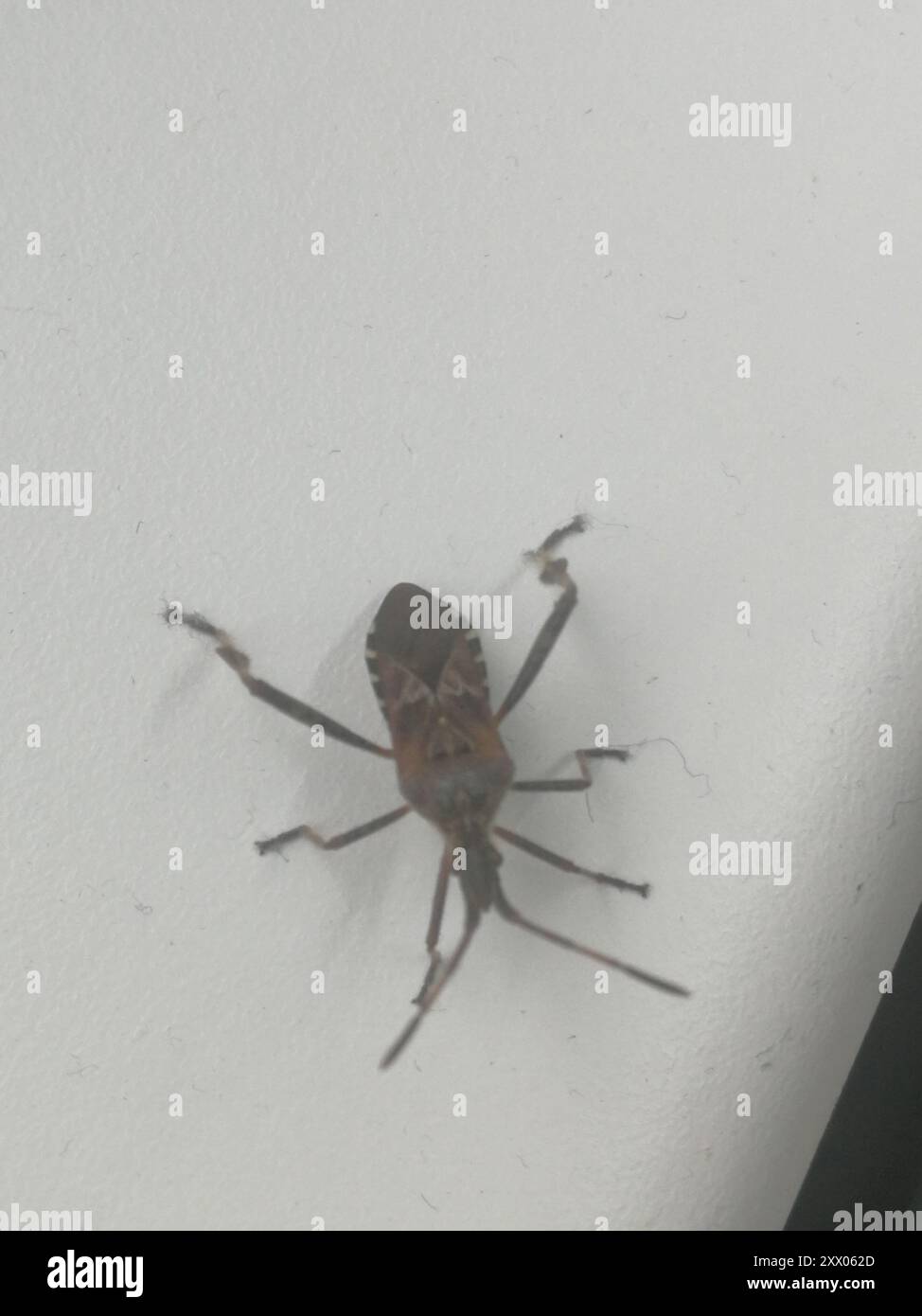 Western Conifer Seed Bug (Leptoglossus occidentalis) Insecta Stock ...