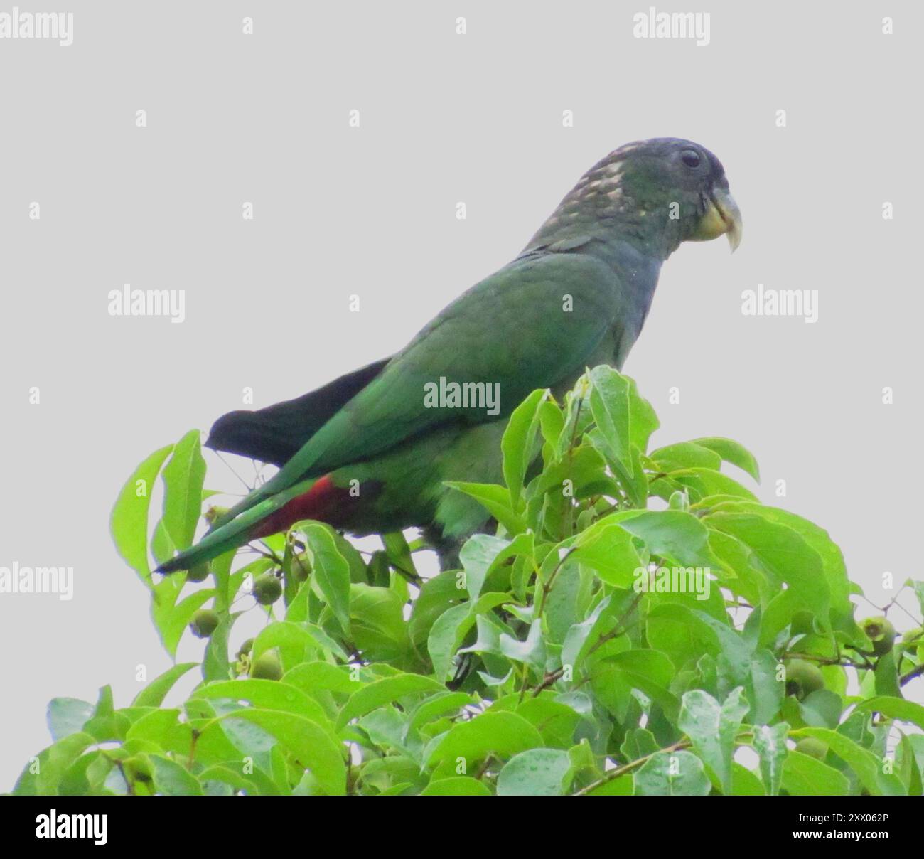 Scaly-headed Parrot (Pionus maximiliani) Aves Stock Photo - Alamy