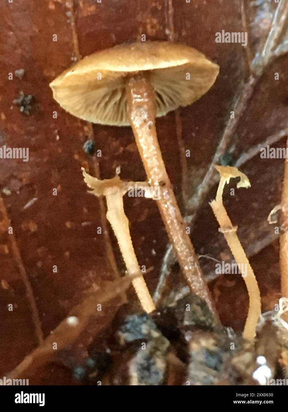 Conifercone Cap (Baeospora myosura) Fungi Stock Photo - Alamy