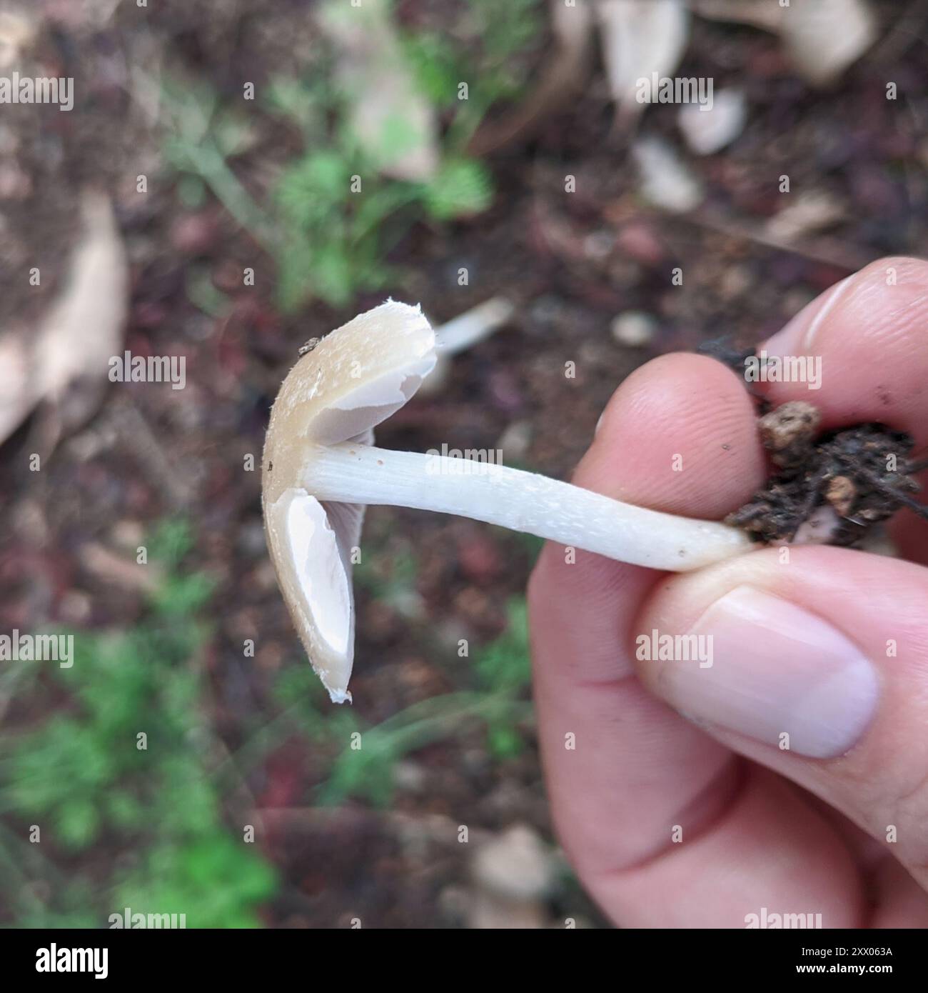 Brittlestems (Psathyrella) Fungi Stock Photo - Alamy