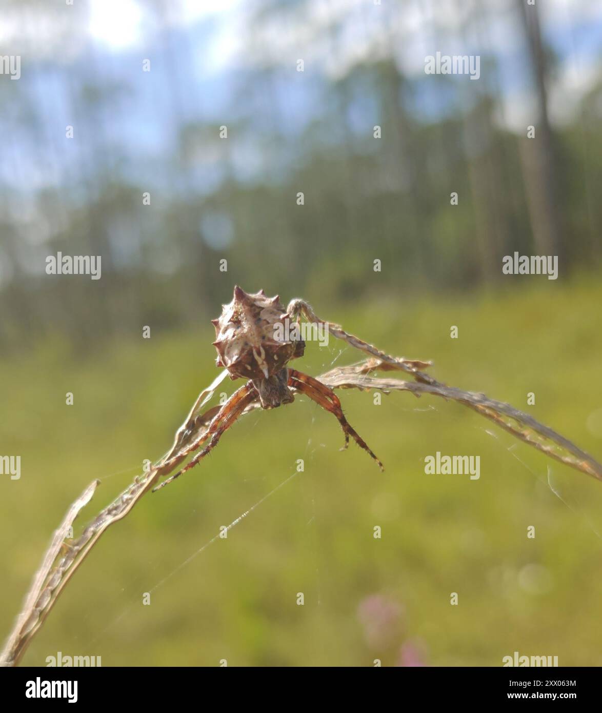 Starbellied Orbweaver (Acanthepeira stellata) Arachnida Stock Photo - Alamy