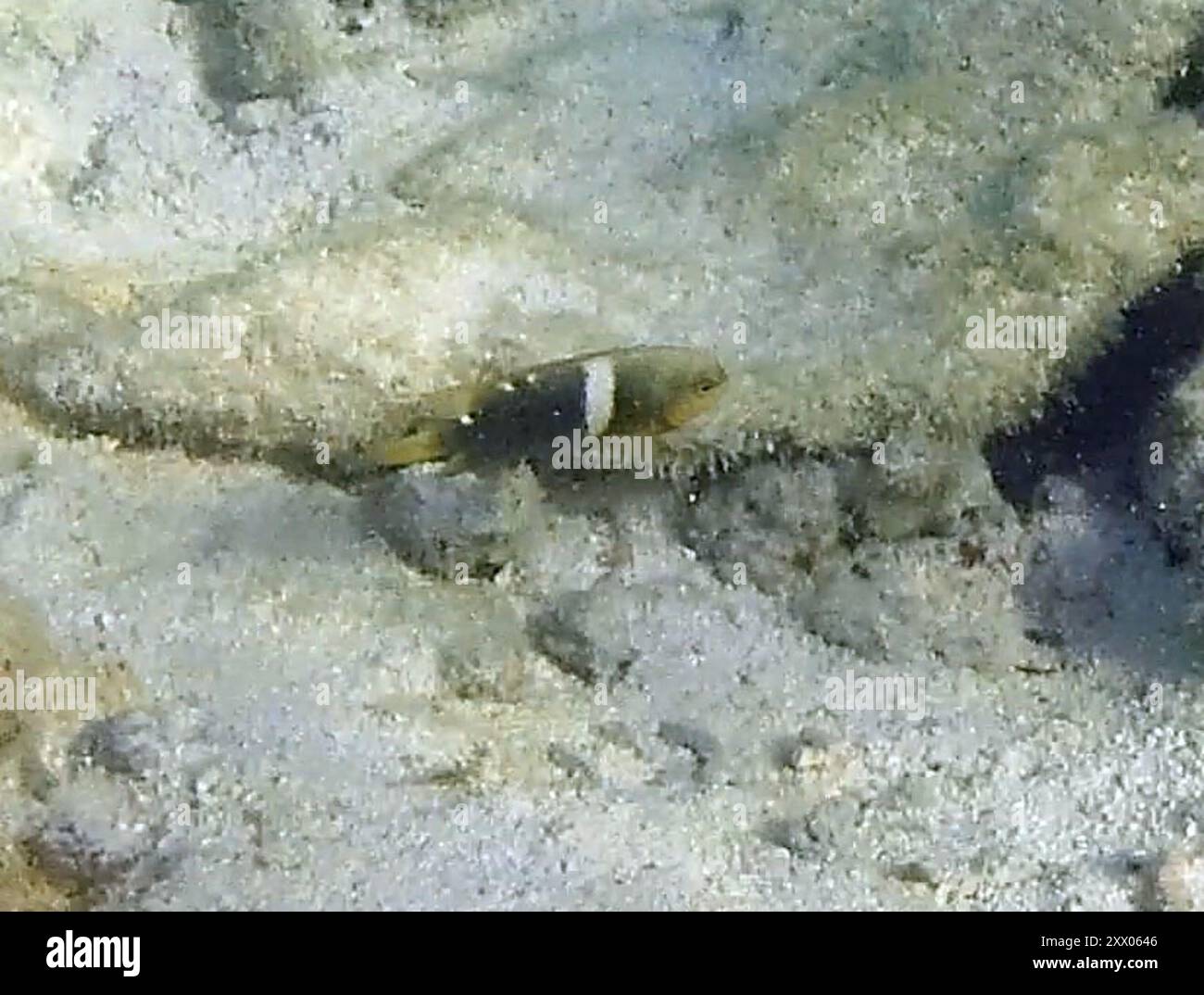 Twospot Demoiselle (Chrysiptera biocellata) Actinopterygii Stock Photo ...