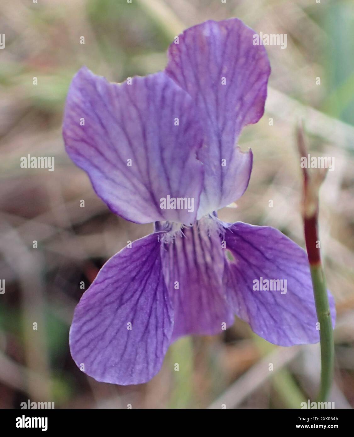 Mountain Violet (Viola betonicifolia) Plantae Stock Photo - Alamy