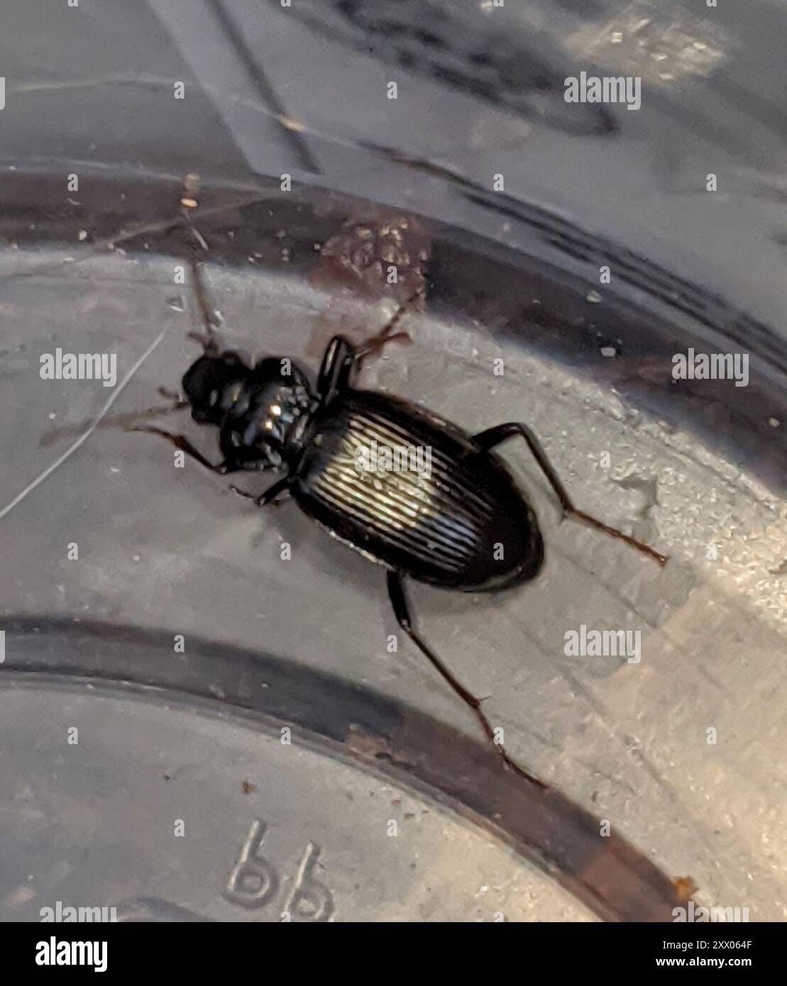 European Gazelle Beetle (Nebria brevicollis) Insecta Stock Photo - Alamy