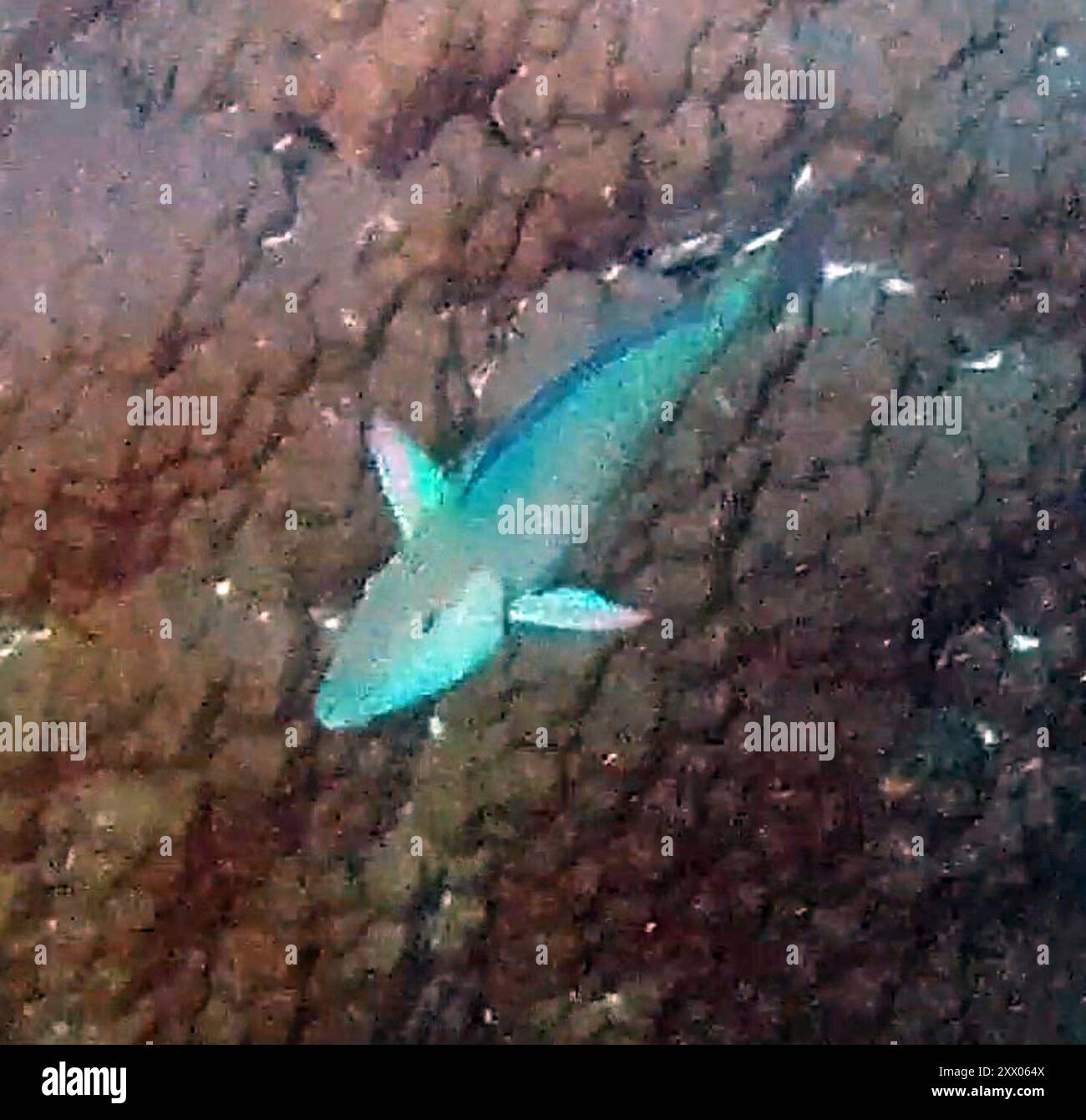 Pacific Longnose Parrotfish (Hipposcarus longiceps) Actinopterygii ...