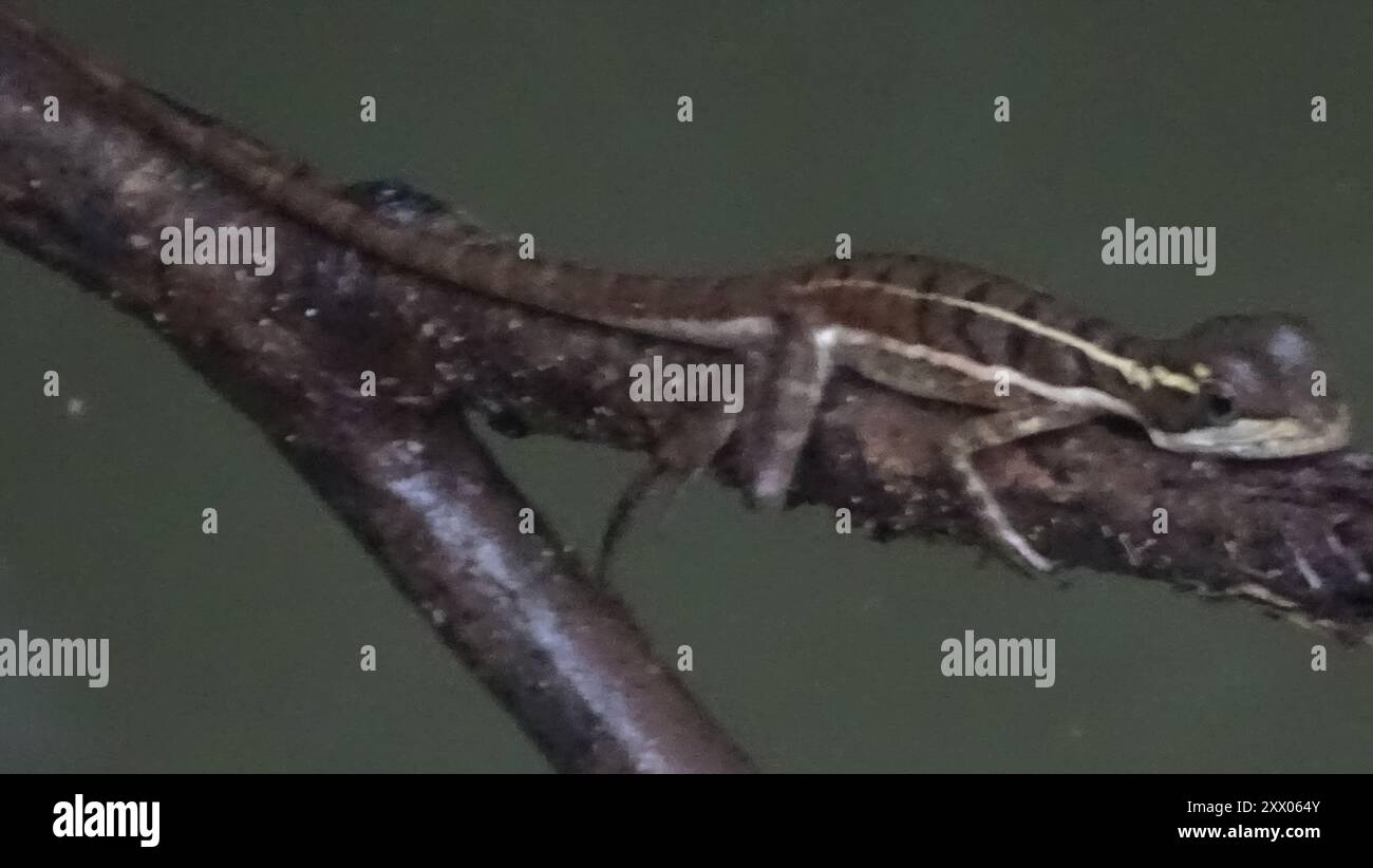 Common Basilisk (Basiliscus basiliscus) Reptilia Stock Photo - Alamy