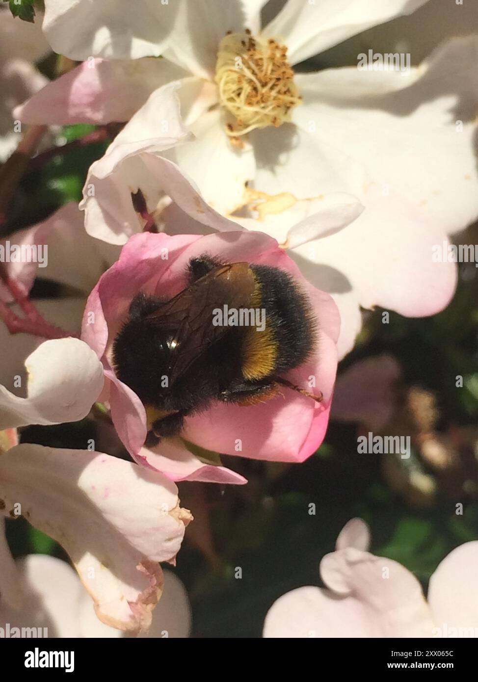 Buff-tailed Bumble Bee (Bombus terrestris) Insecta Stock Photo - Alamy