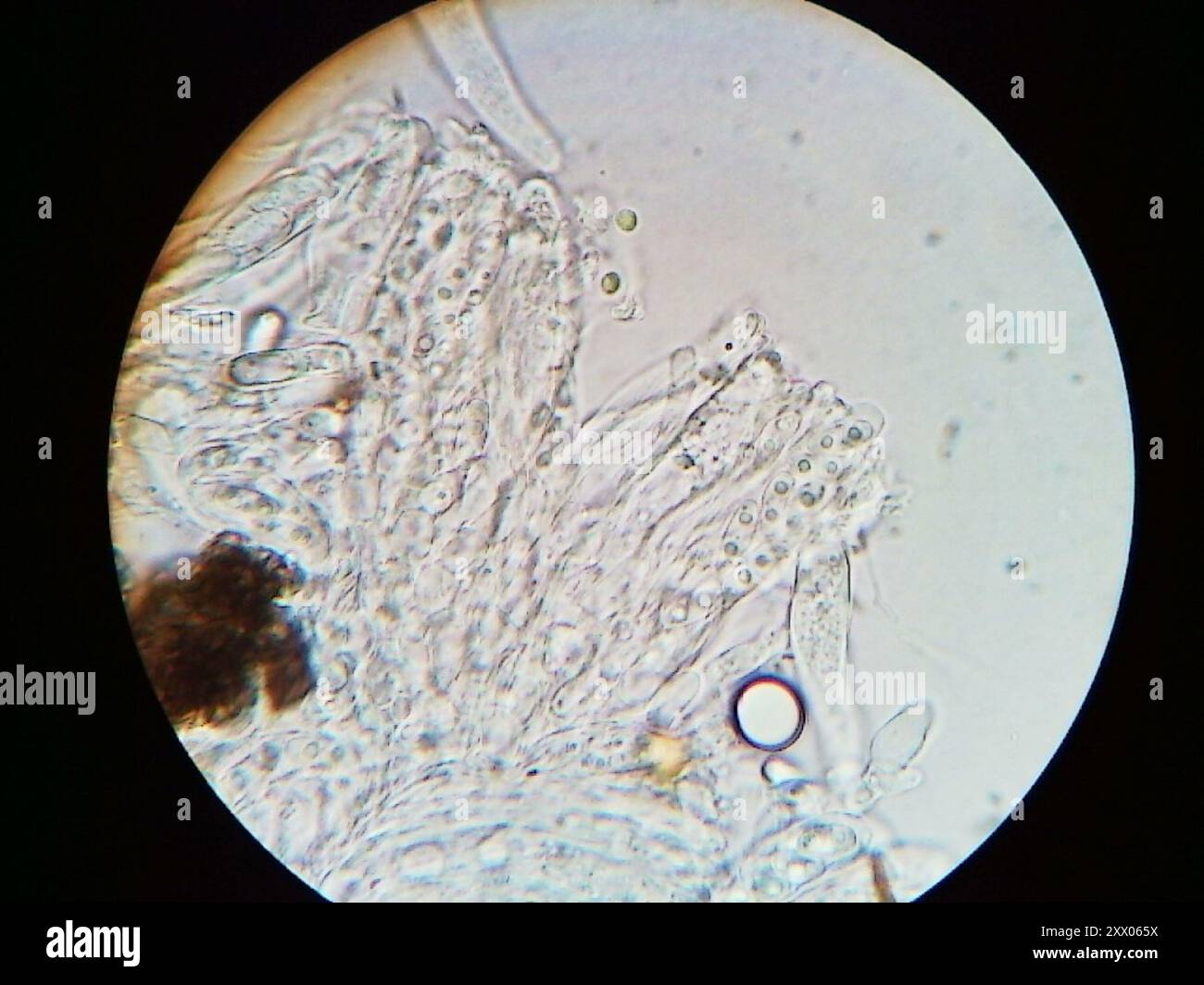 Operculate Ascomycetes (Pezizomycetes) Fungi Stock Photo - Alamy