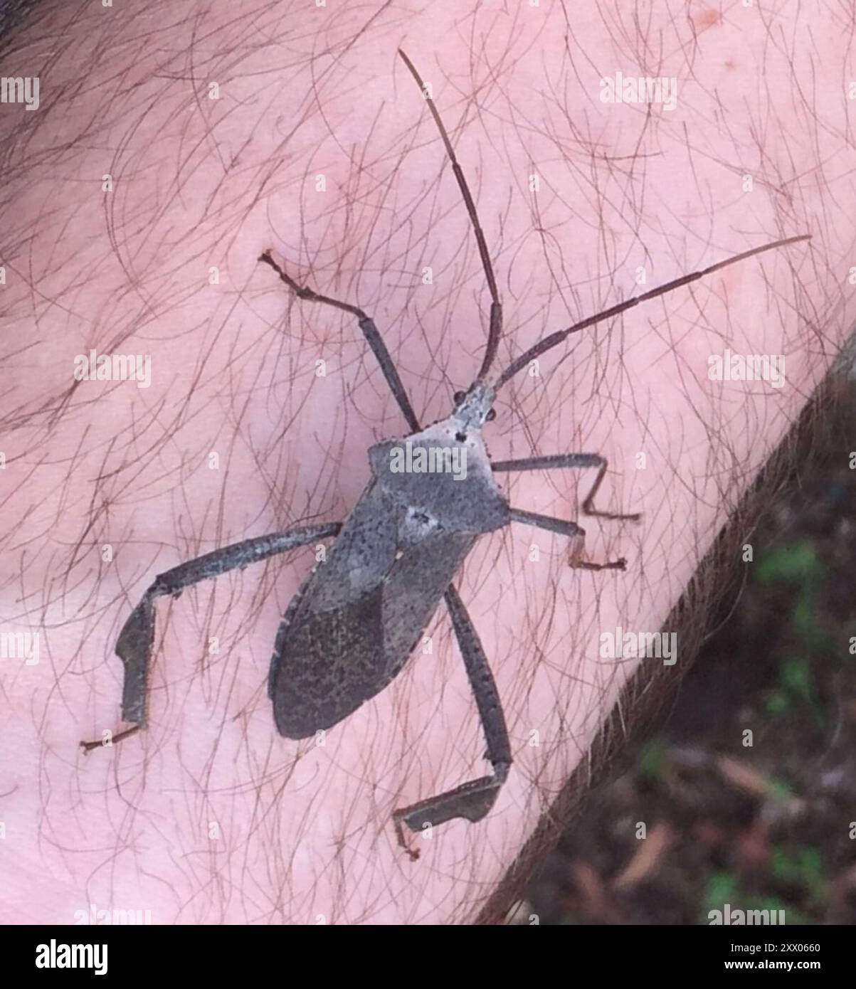 Giant leaf-footed bug (Acanthocephala declivis) Insecta Stock Photo - Alamy
