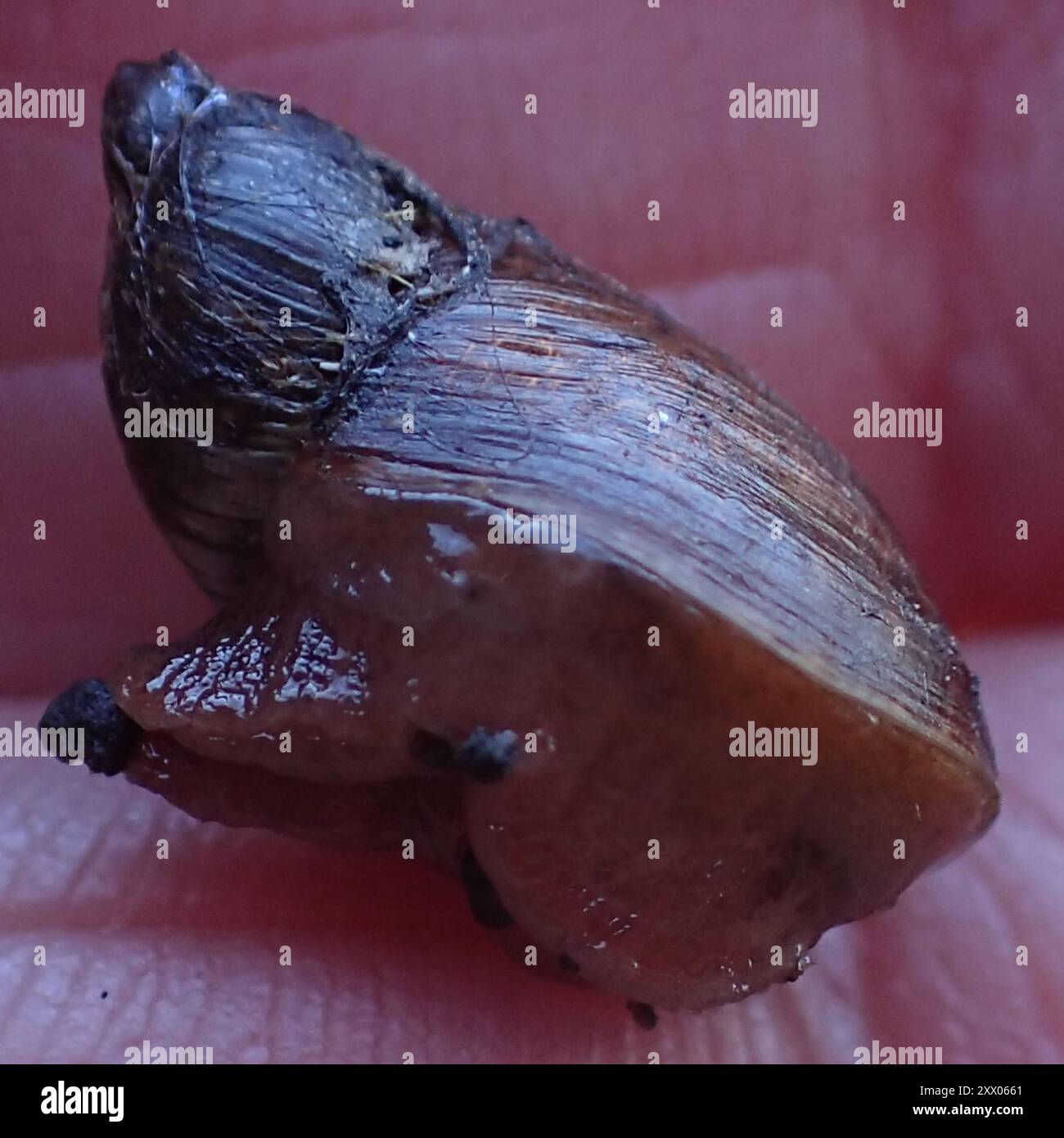 Succinea australis hi-res stock photography and images - Alamy